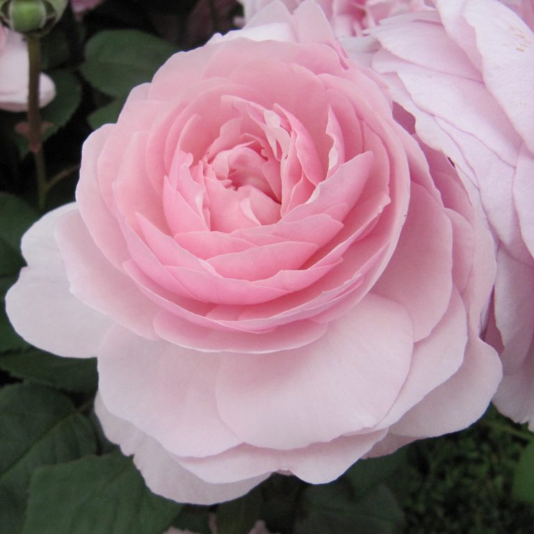 Olivia Rose Austin rose | David Austin Roses | Style Roses