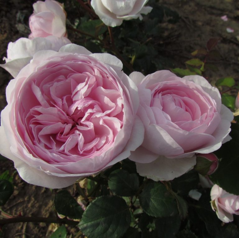Olivia Rose Austin rose | David Austin Roses | Style Roses