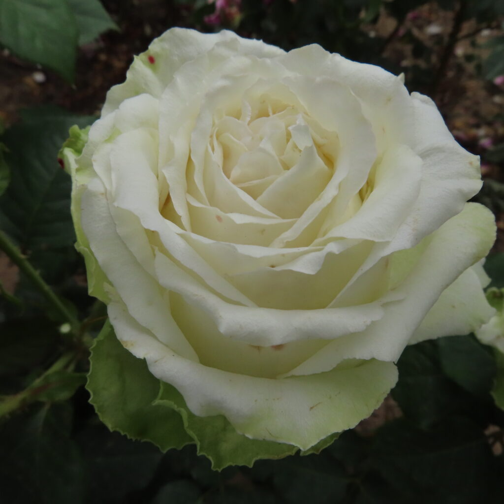 Garden Roses, Climbing Roses & Standard Roses | Style Roses