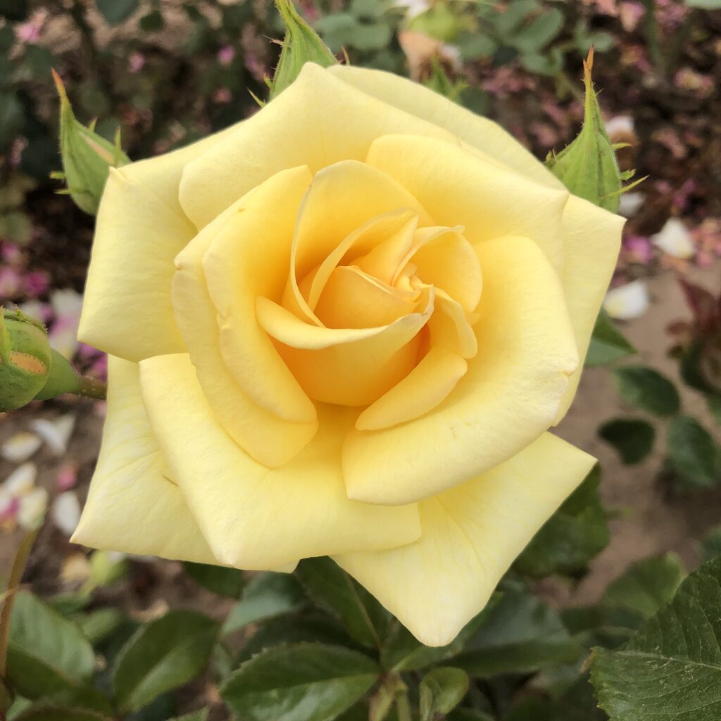 Billy's Wonder Rose | Yellow Floribunda Rose | Style Roses