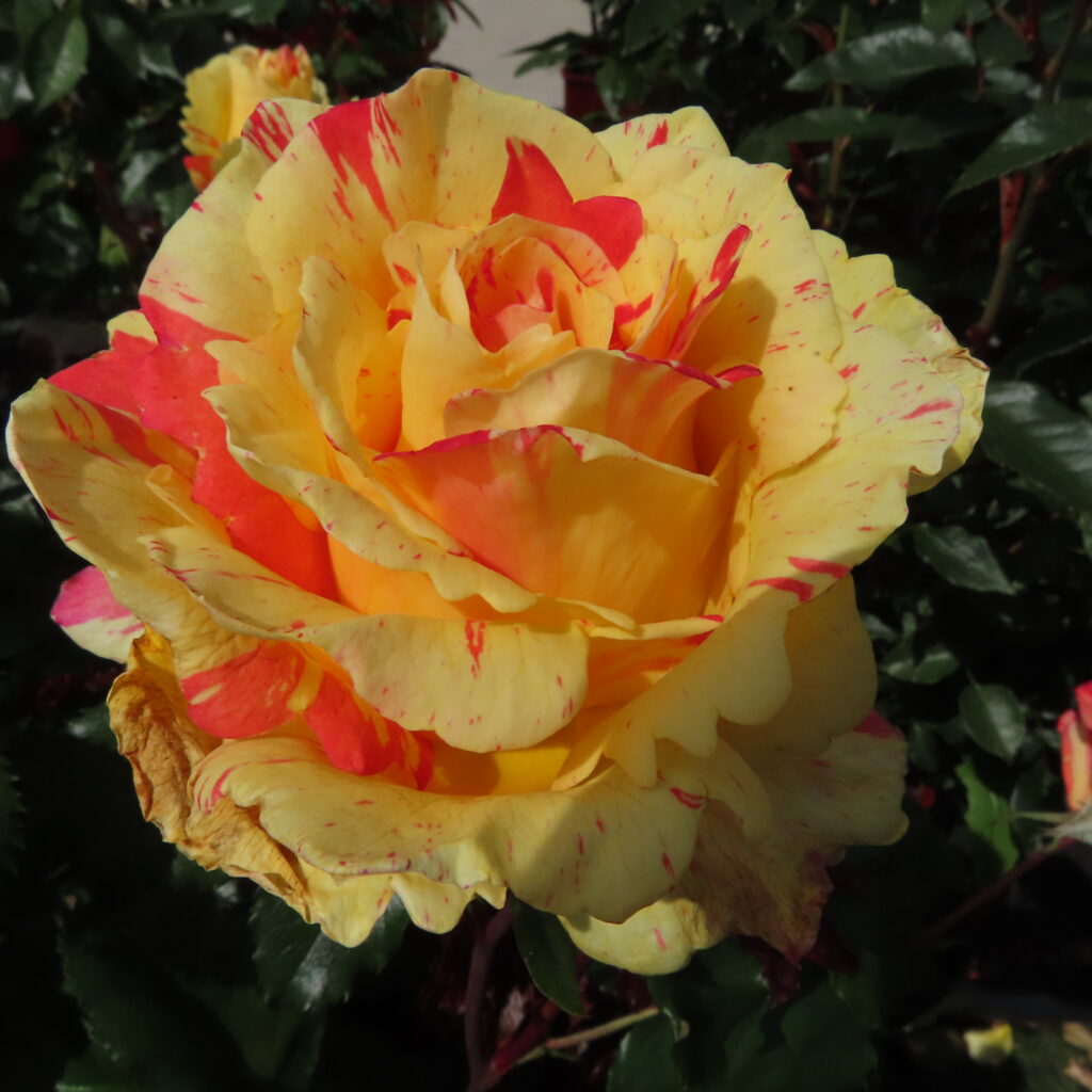 Alan's Sparkle rose | Striped Floribunda Rose | Style Roses